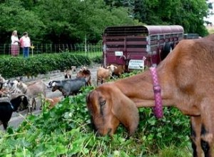 Renting Goats - Herds for Hire